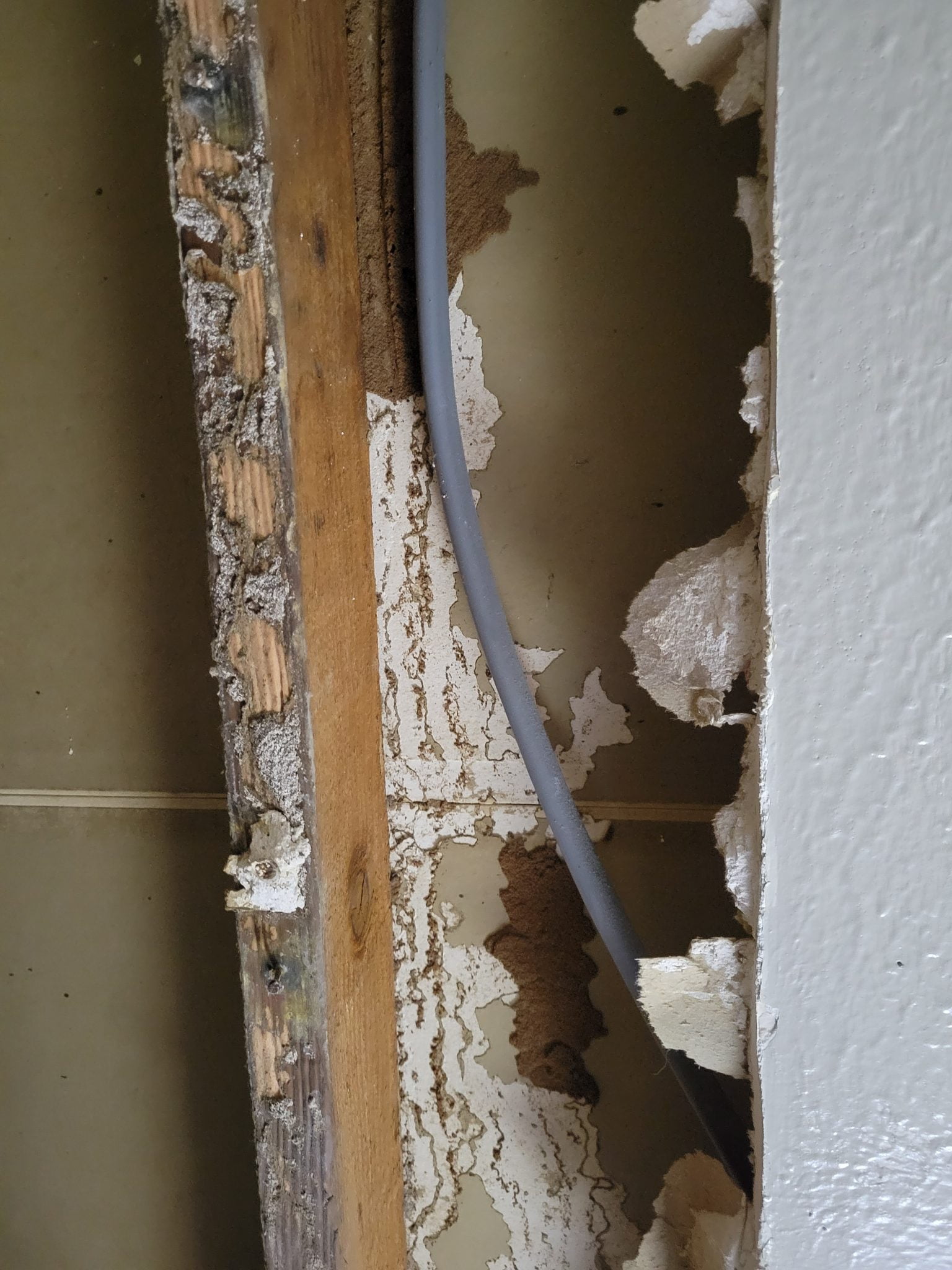 Termite - Best Pest Control in Burleson and Joshua