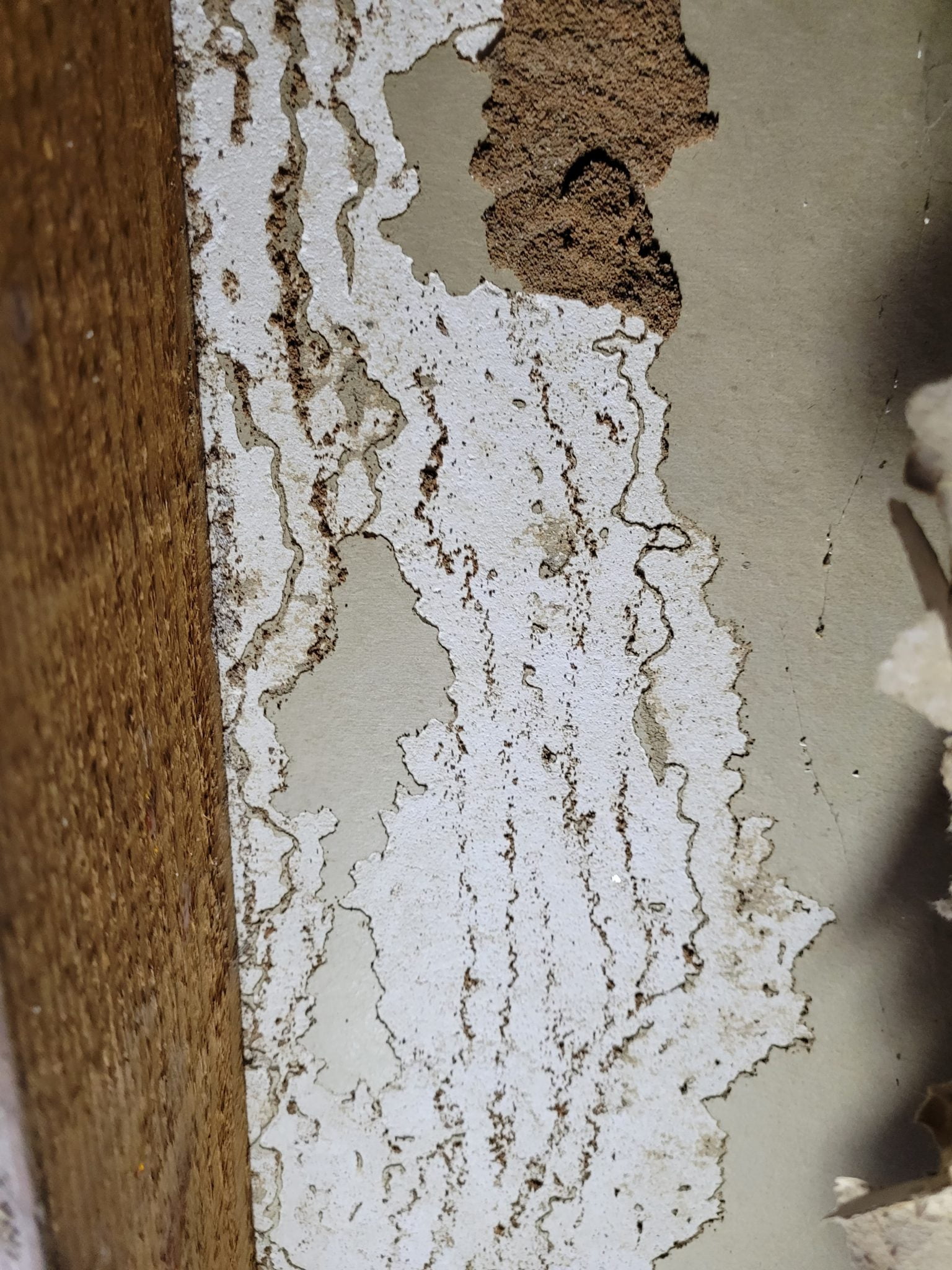 Termite - Best Pest Control in Burleson and Joshua